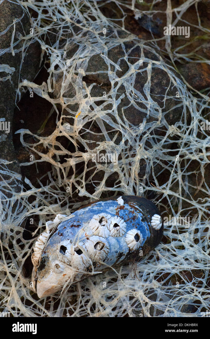 barnacle encrusted mussel shell,foreshore,glenborrodale,arnamurchan ...