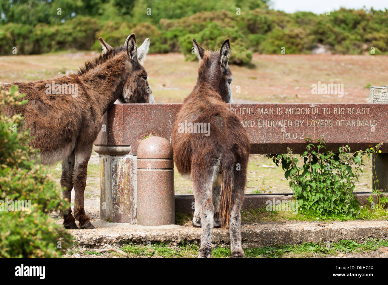 Two Donkeys drinking from a water trough on open land in The New Forest ...