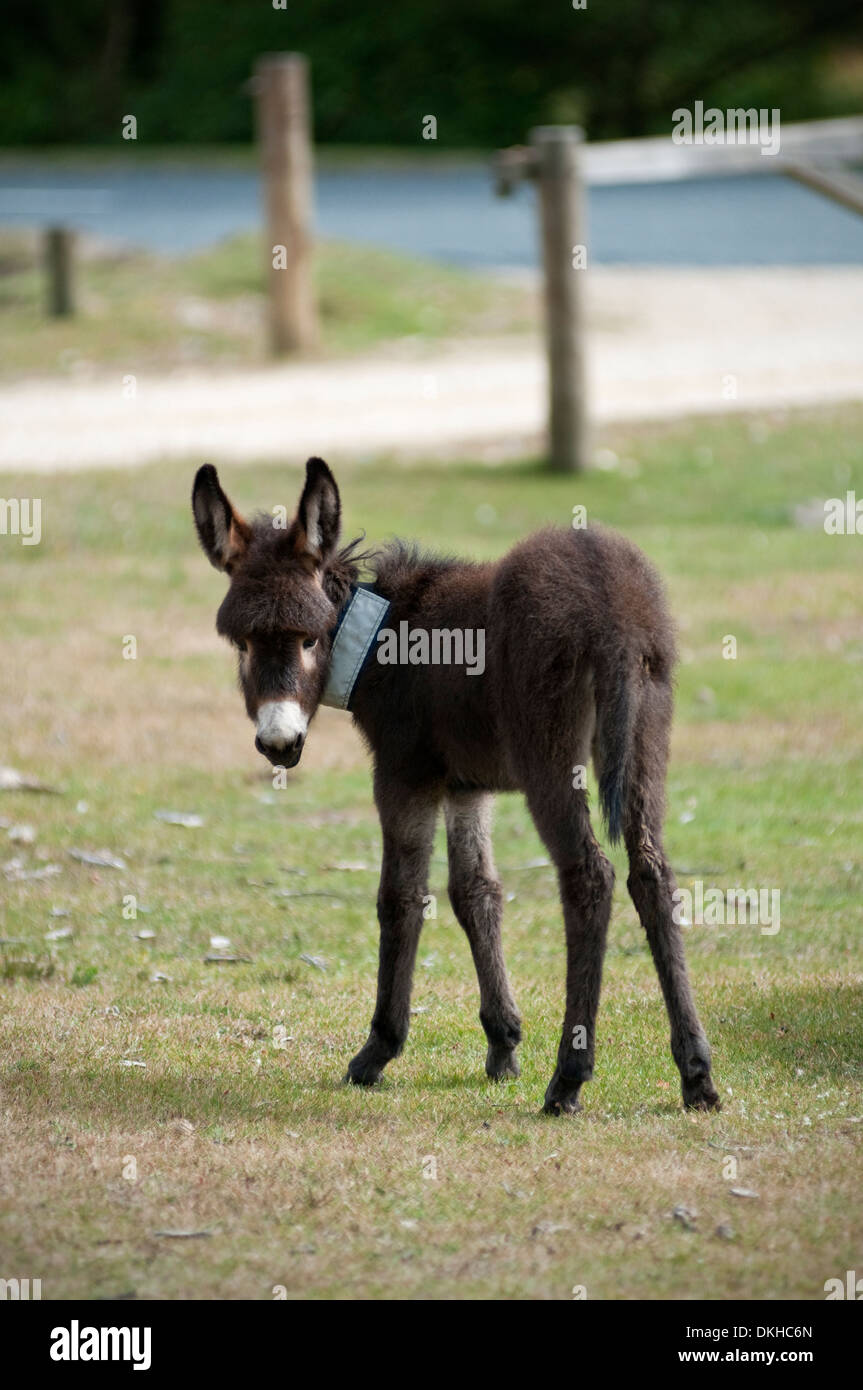 Portrait style image of a single lone Donkey foal standing, isolated ...