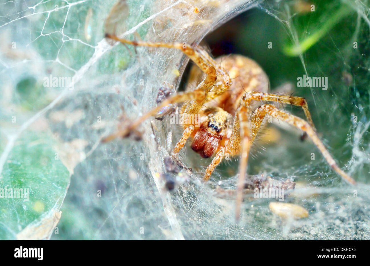 Araneus diadematus macro hi-res stock photography and images - Alamy