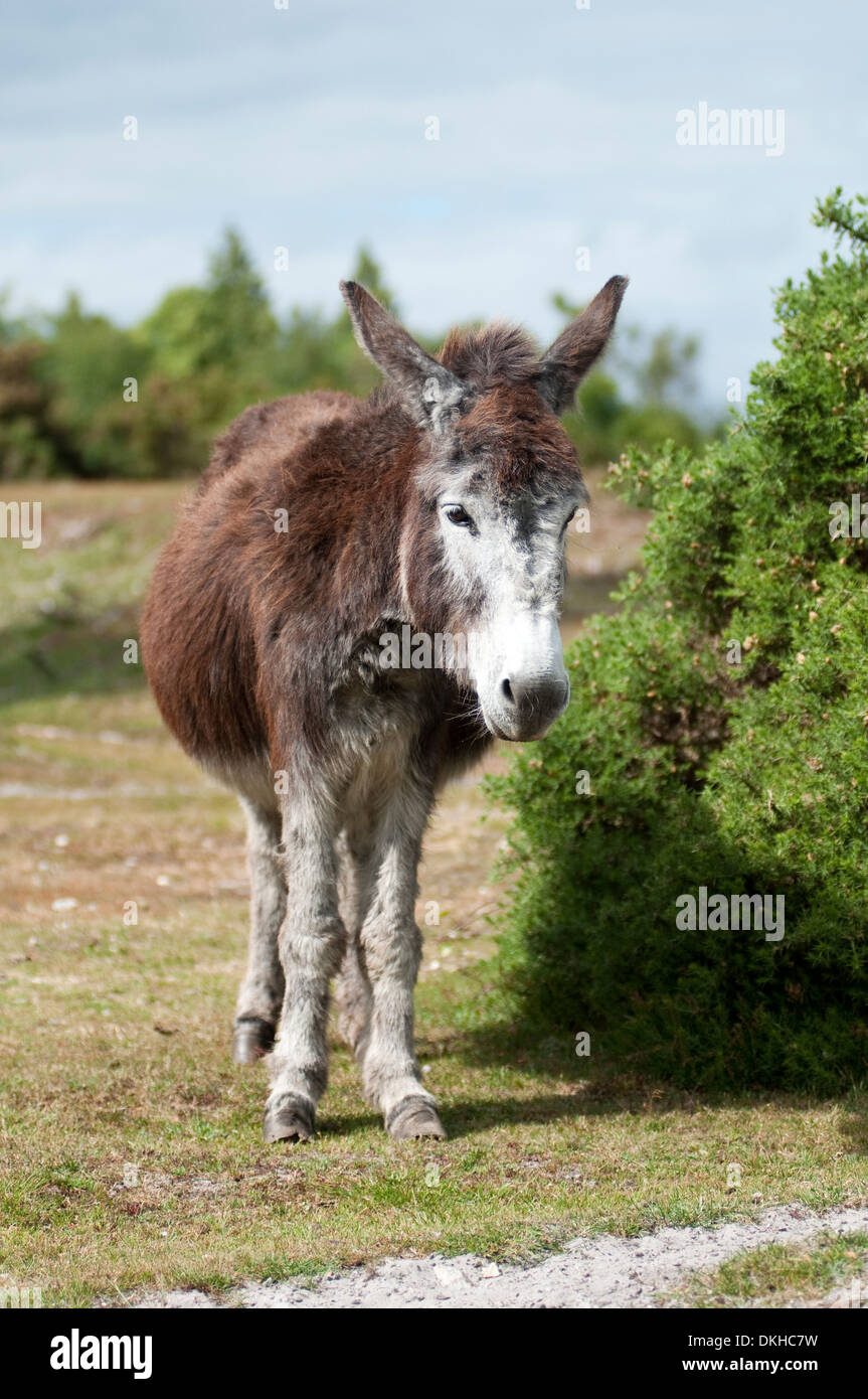 Solitary donkey hi-res stock photography and images - Alamy