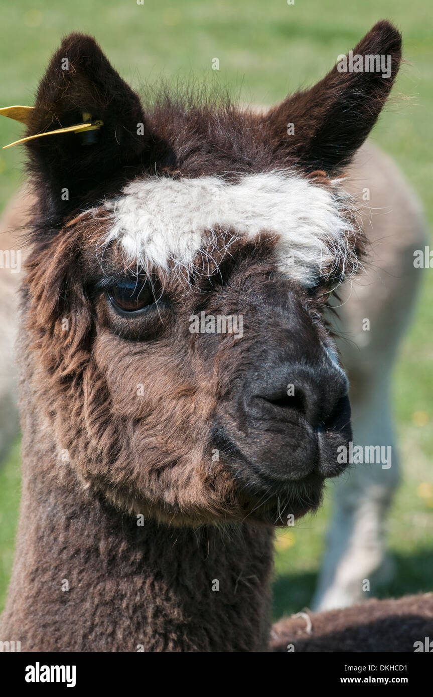 Alpaca wool hi-res stock photography and images - Alamy