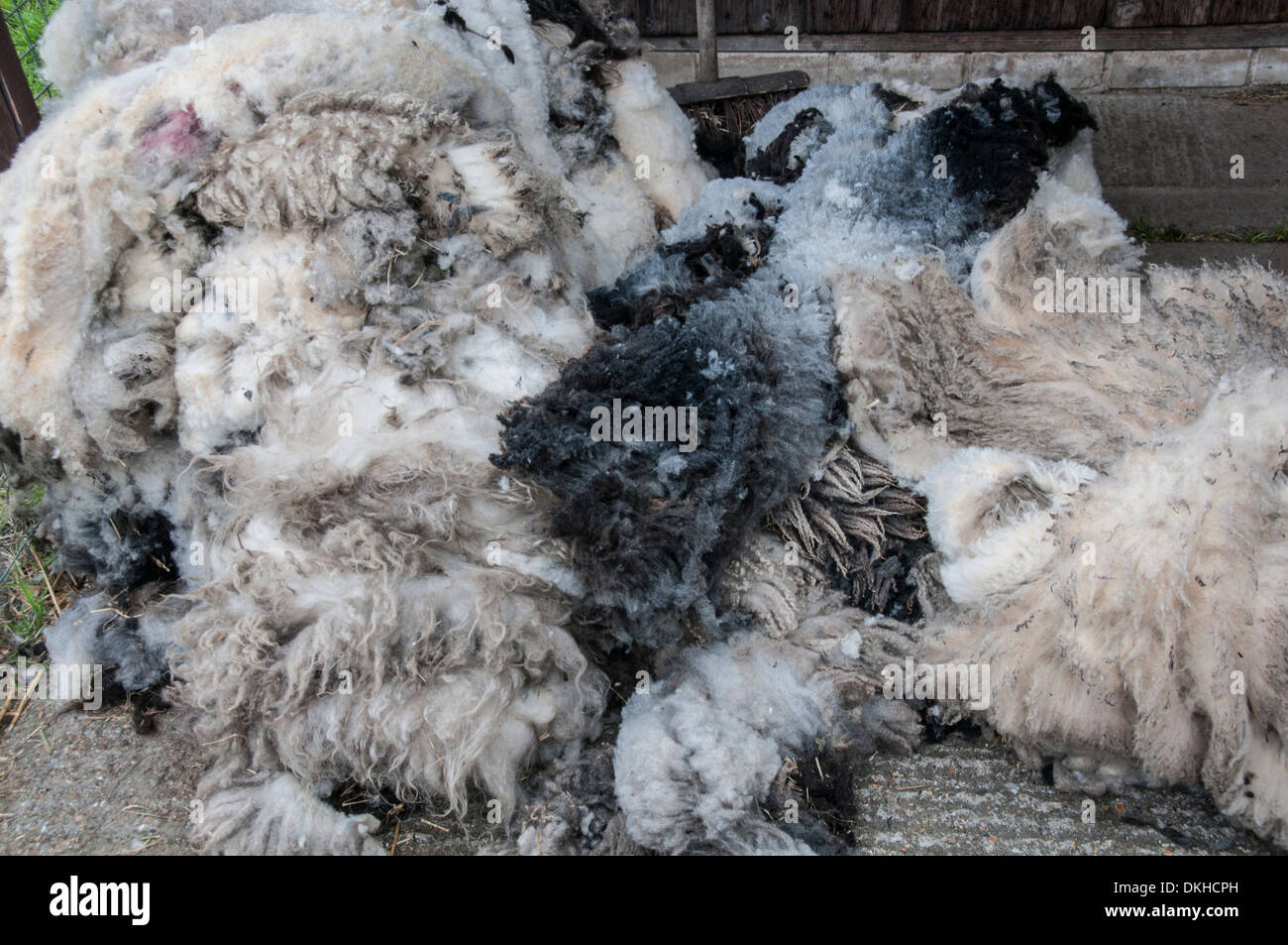Wool from sheep hi-res stock photography and images - Alamy