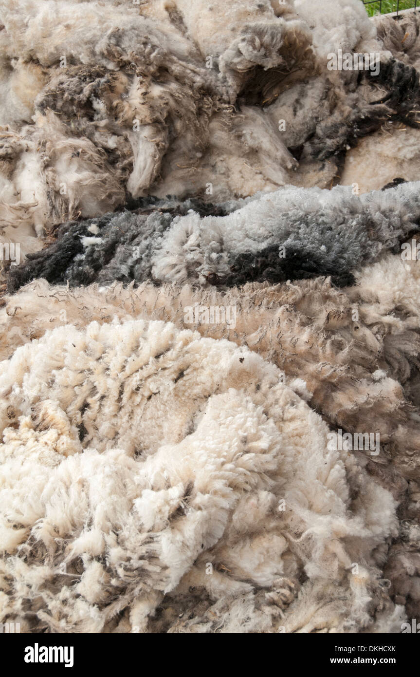 Sheep Shearing. Fresh fleeces from Shetland sheep Stock Photo - Alamy