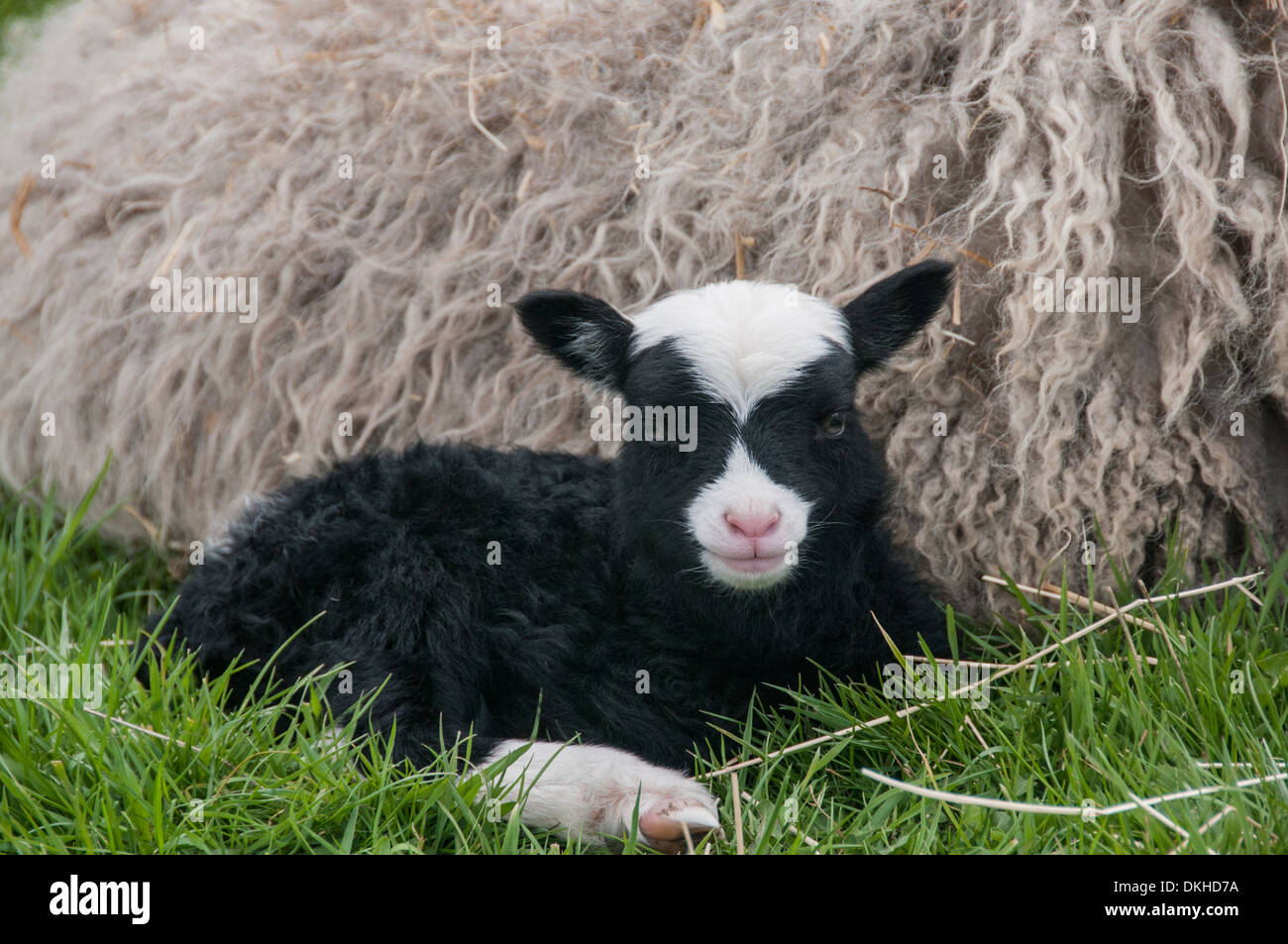 Shetland sheep hi-res stock photography and images - Alamy