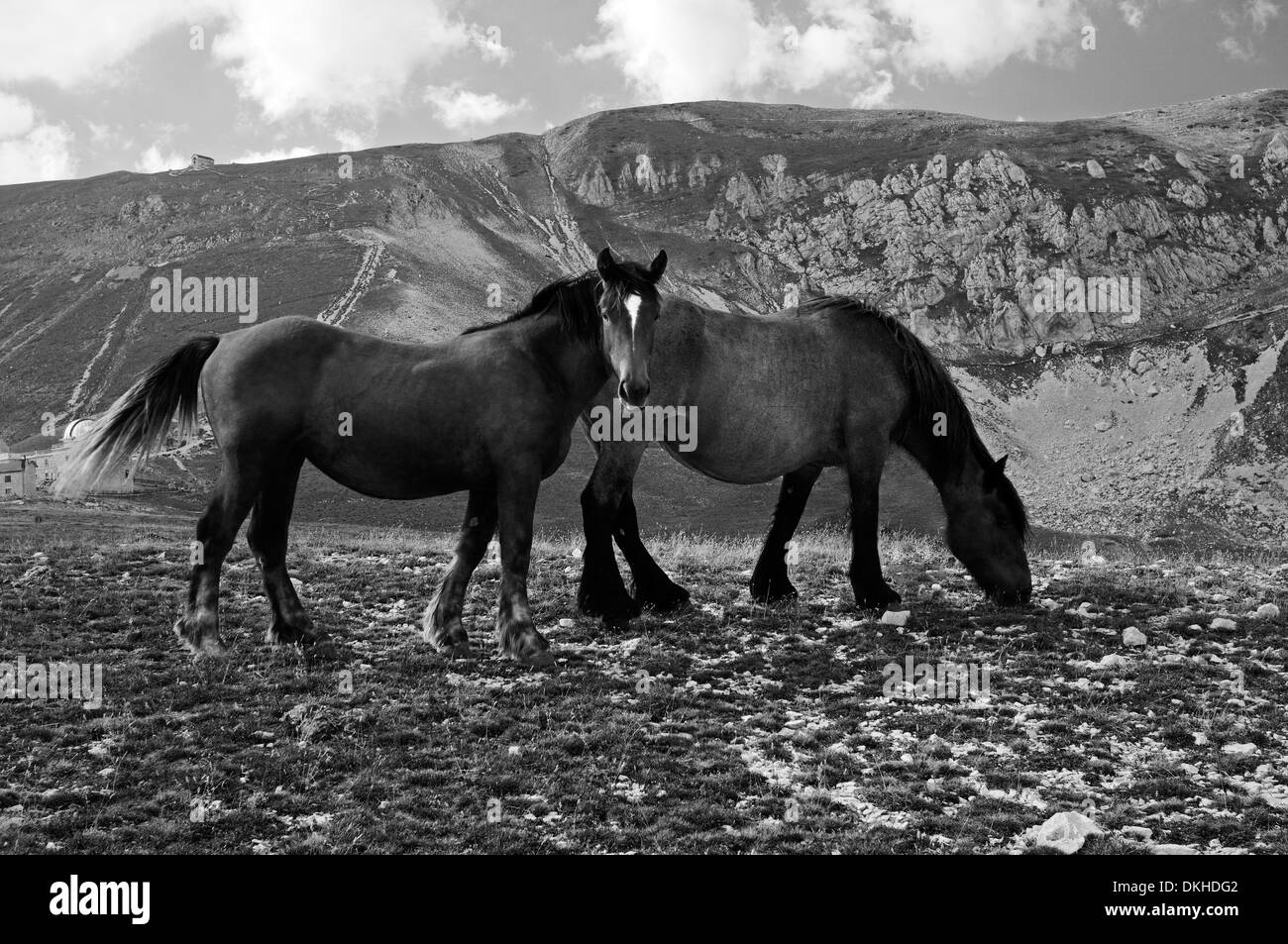 Horse and mountain hi-res stock photography and images - Alamy
