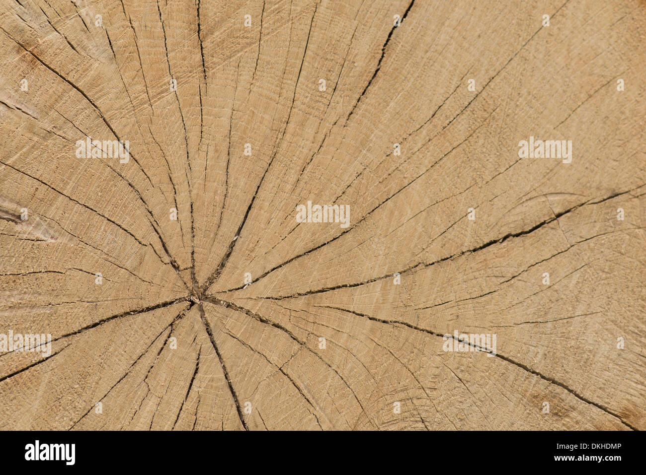 Cut timber hi-res stock photography and images - Alamy