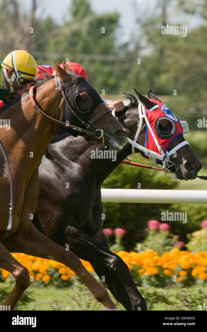 12 July 2009: Marco Be Good (left) and Drunken Love (right) during the ...