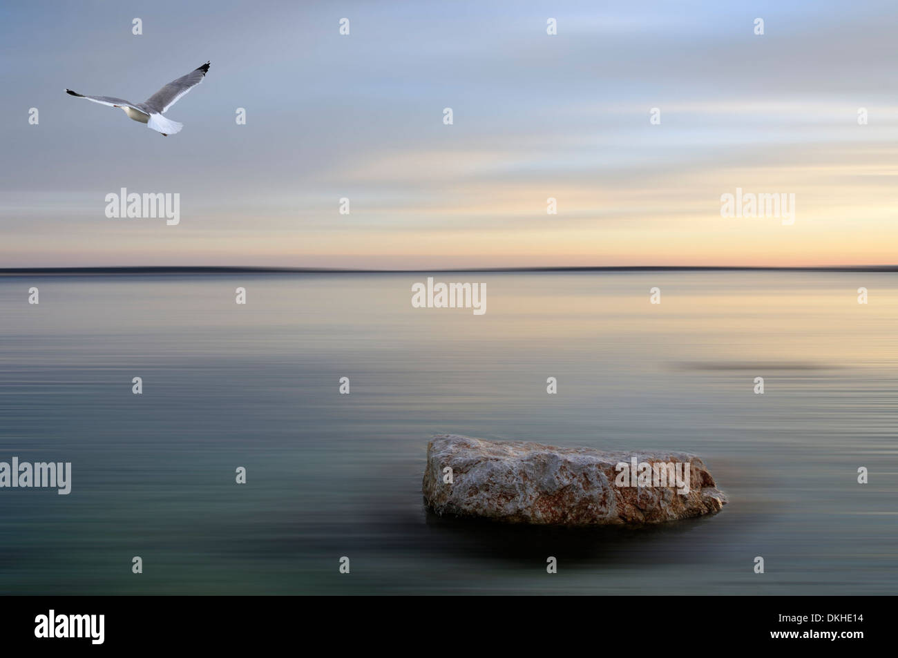 Seagull flying over ocean Stock Photo - Alamy