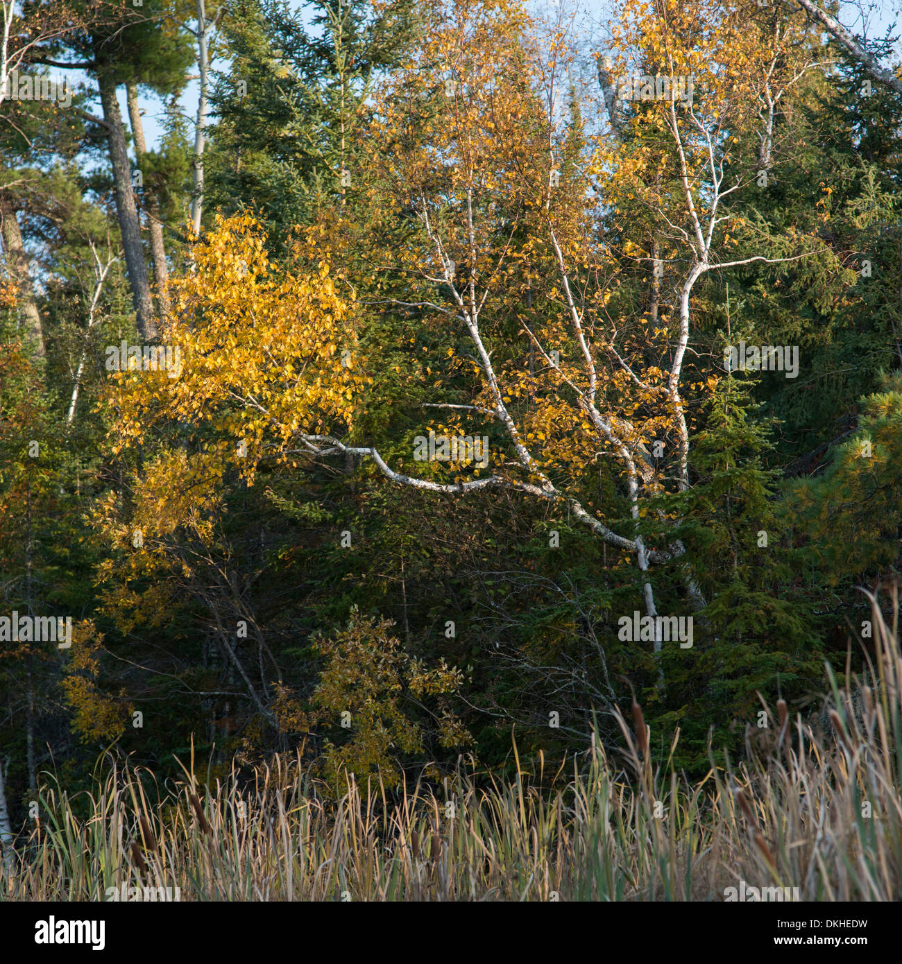 Trees in a forest, Kenora, Lake of The Woods, Ontario, Canada Stock ...