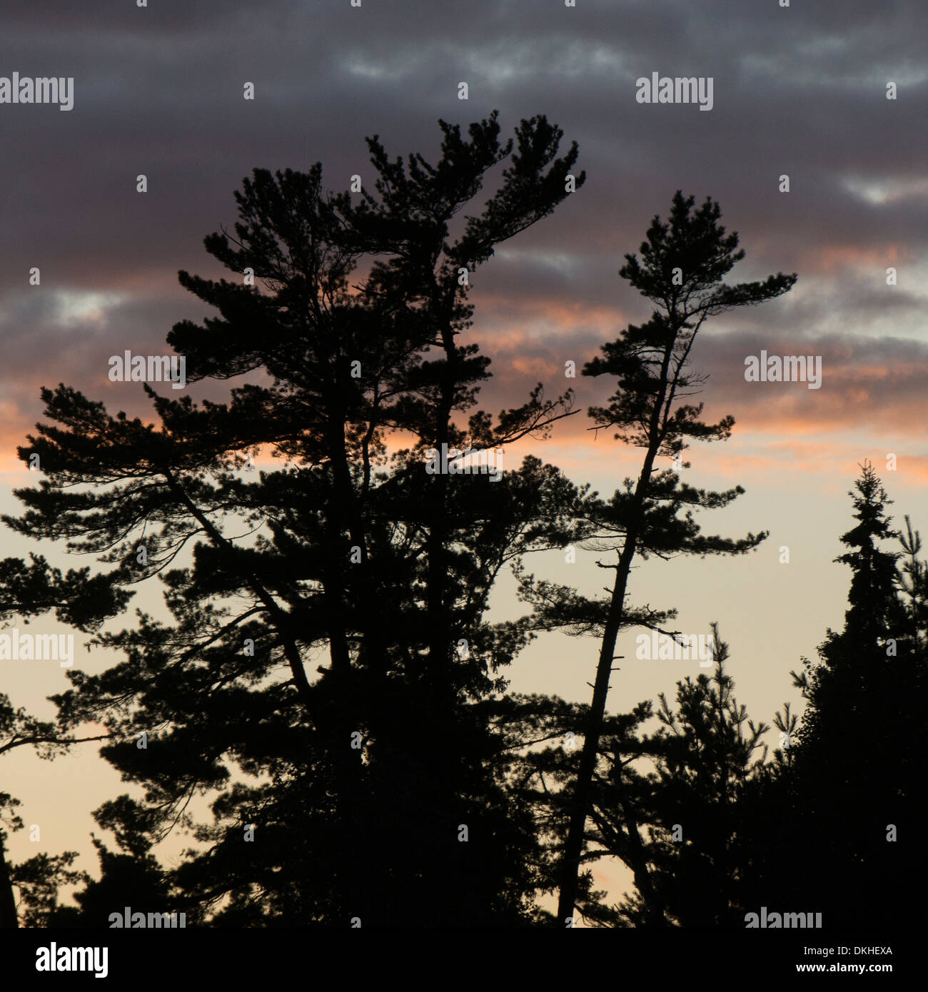 Silhouette of trees at sunset, Kenora, Lake of The Woods, Ontario ...