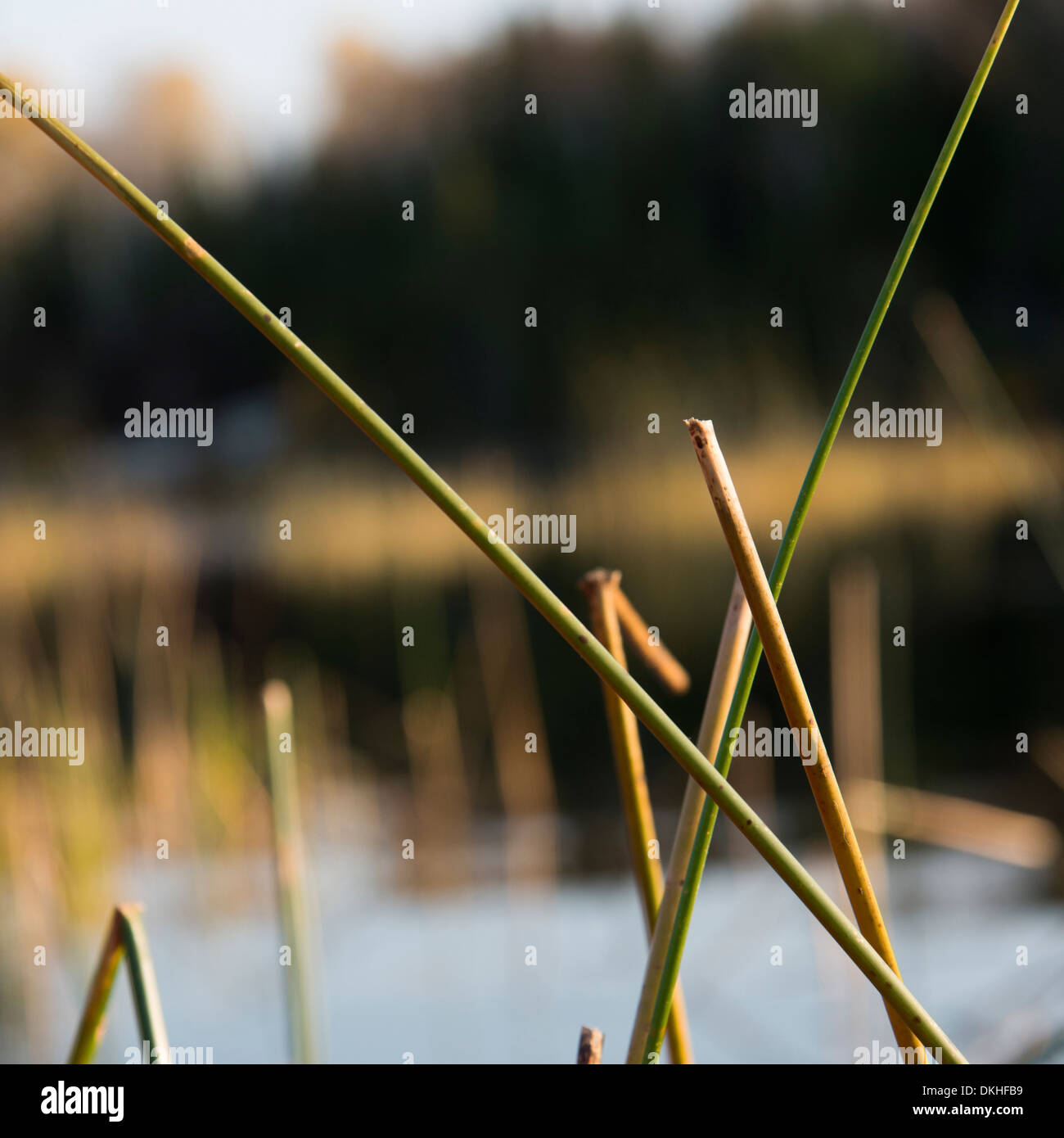 Reeds lake woods ontario canada hi-res stock photography and images - Alamy