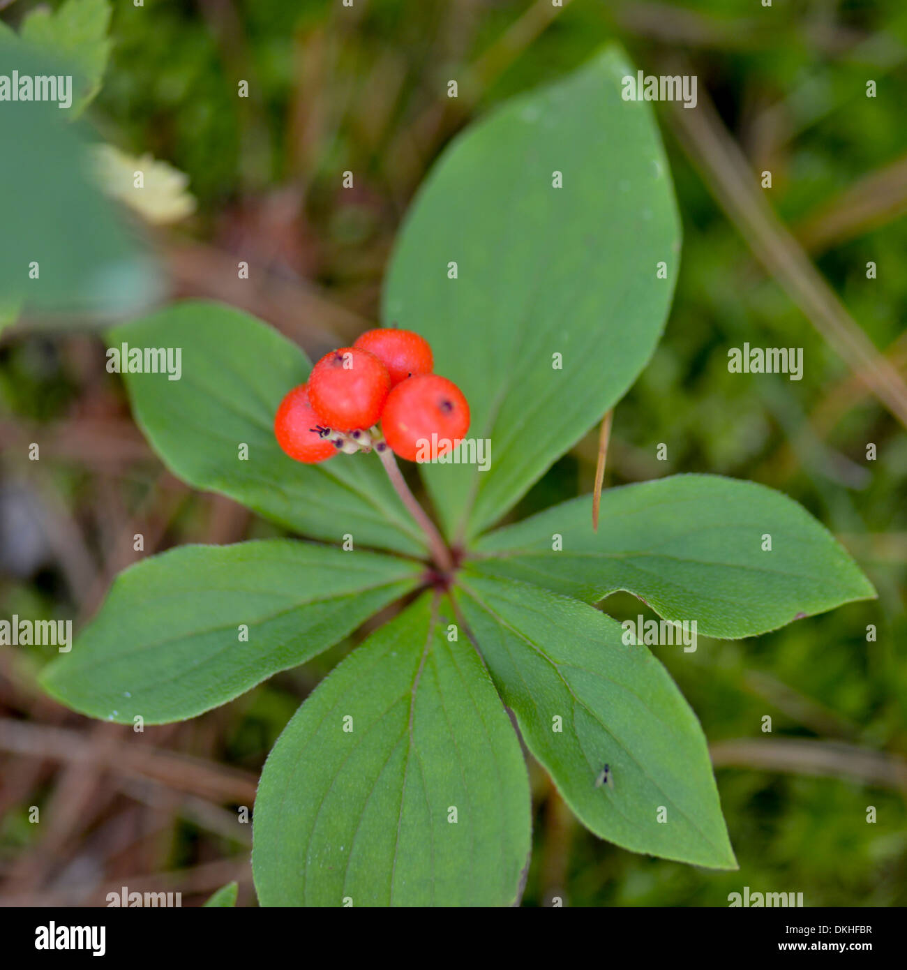 Berries growing on a plant, Kenora, Lake of The Woods, Ontario, Canada ...