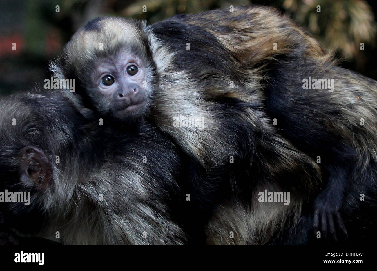 Two yellow-breasted capuchin monkeys Stock Photo - Alamy