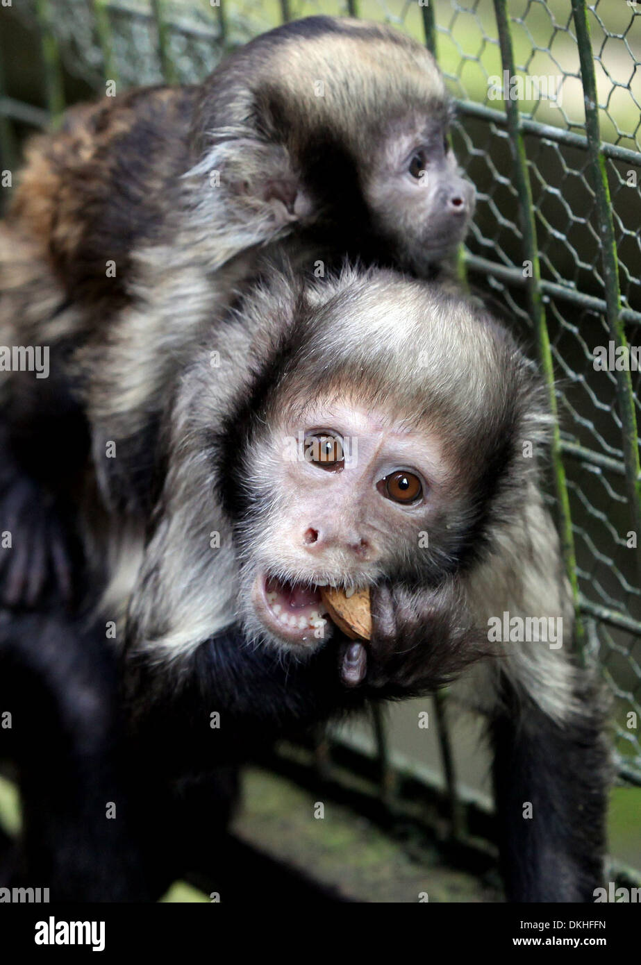 Capuchin monkey service hi-res stock photography and images - Alamy