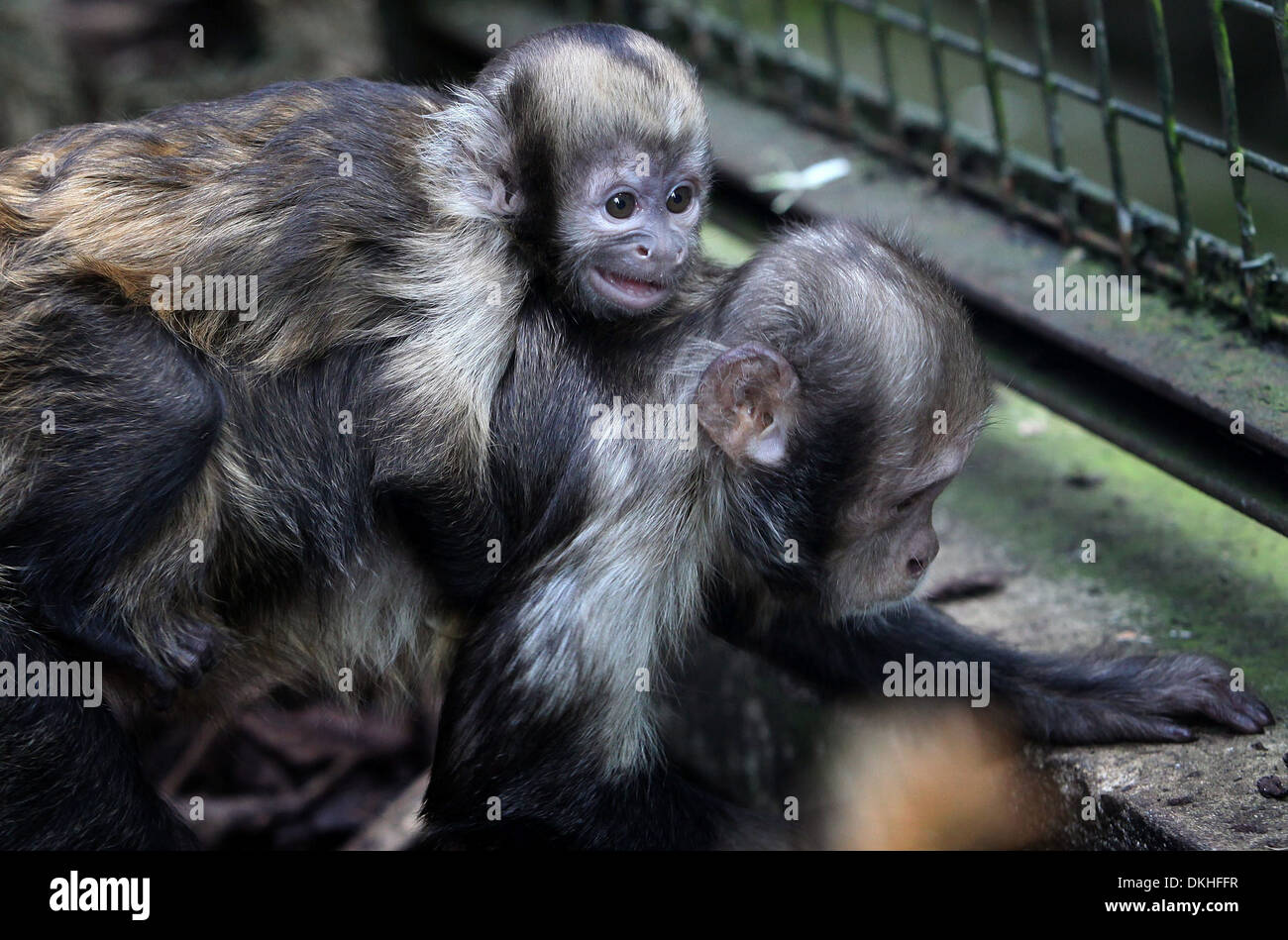 Monkey zoo hi-res stock photography and images - Alamy