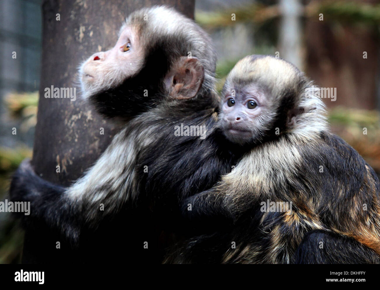 Two yellow-breasted capuchin monkeys Stock Photo - Alamy