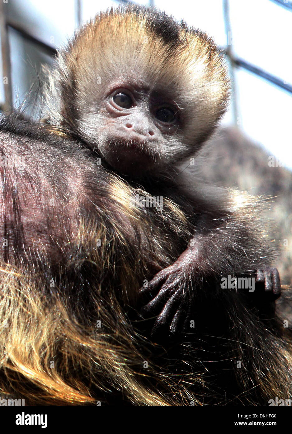 Capuchin monkey service hi-res stock photography and images - Alamy