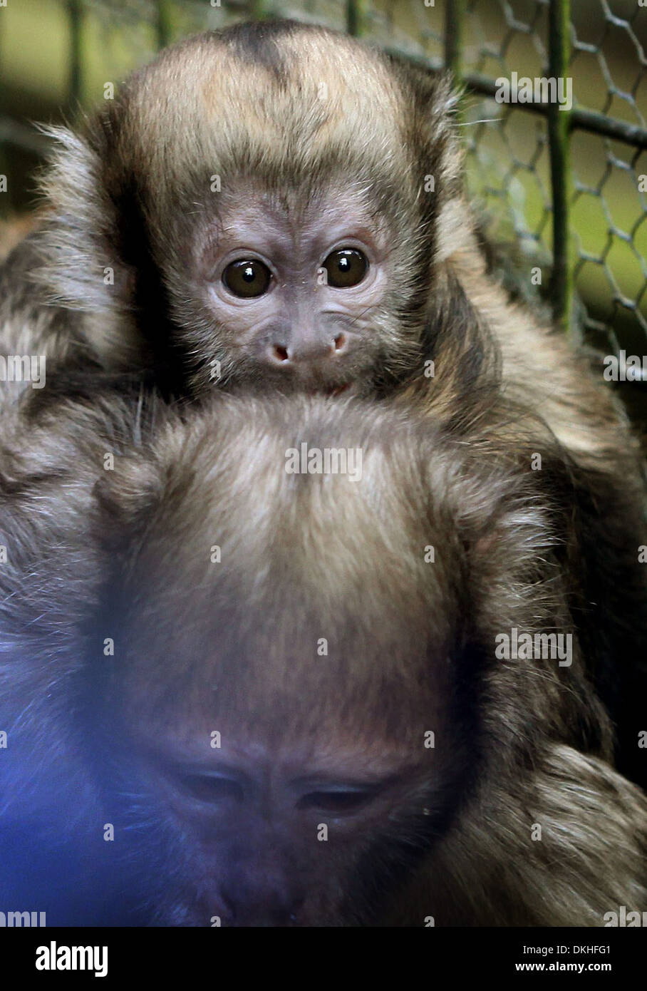Two yellow-breasted capuchin monkeys Stock Photo - Alamy