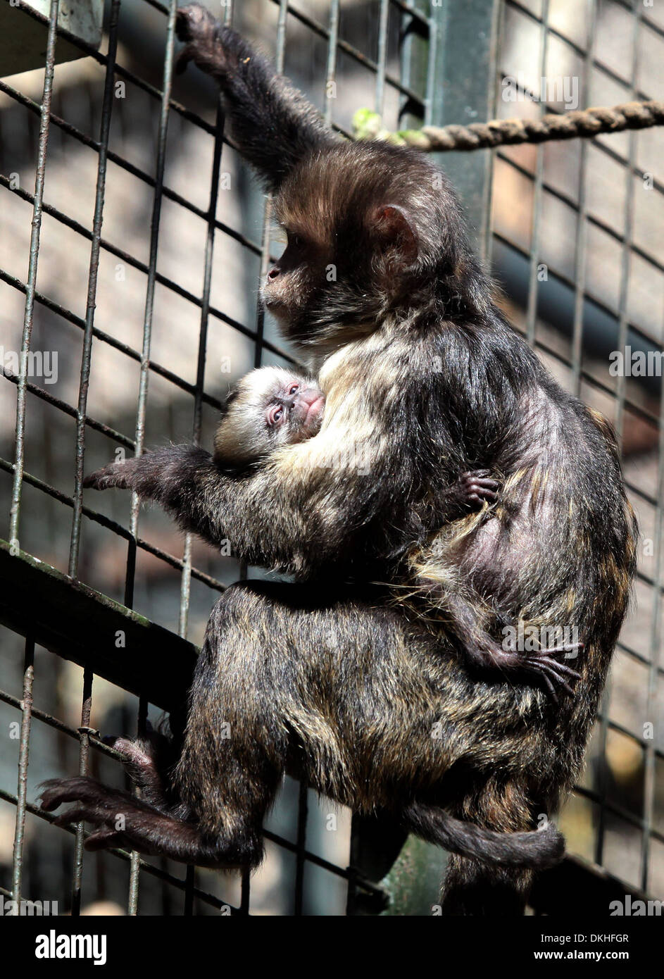Two yellow-breasted capuchin monkeys Stock Photo - Alamy