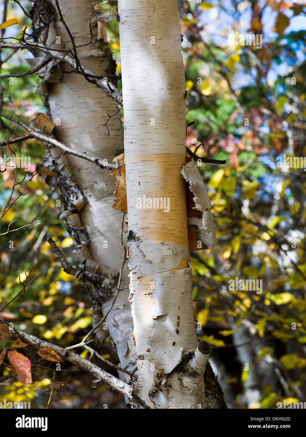 Birch tree low angle view hi-res stock photography and images - Alamy
