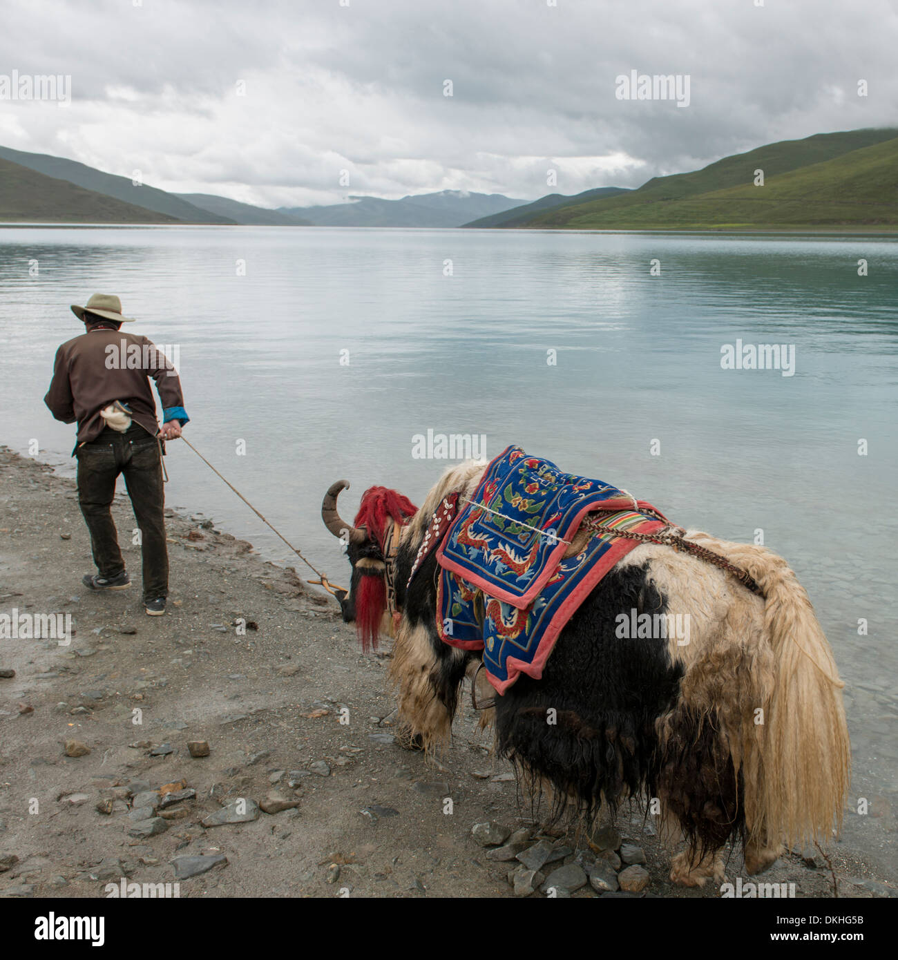 Tibetan farmer with decorated Yak moving at the lakeside, Yamdrok Lake, Nagarze, Shannan, Tibet ...