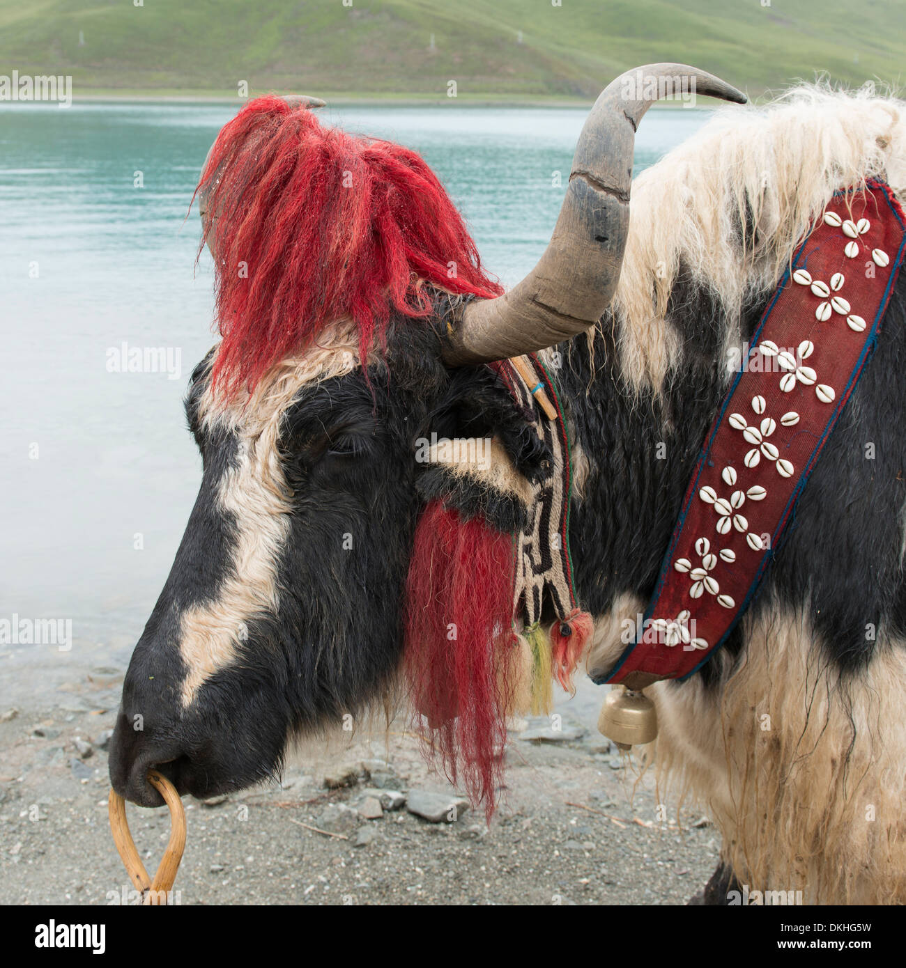 Close-up of a decorated Yak in front of Yamdrok Lake, Nagarze, Shannan, Tibet, China Stock Photo ...
