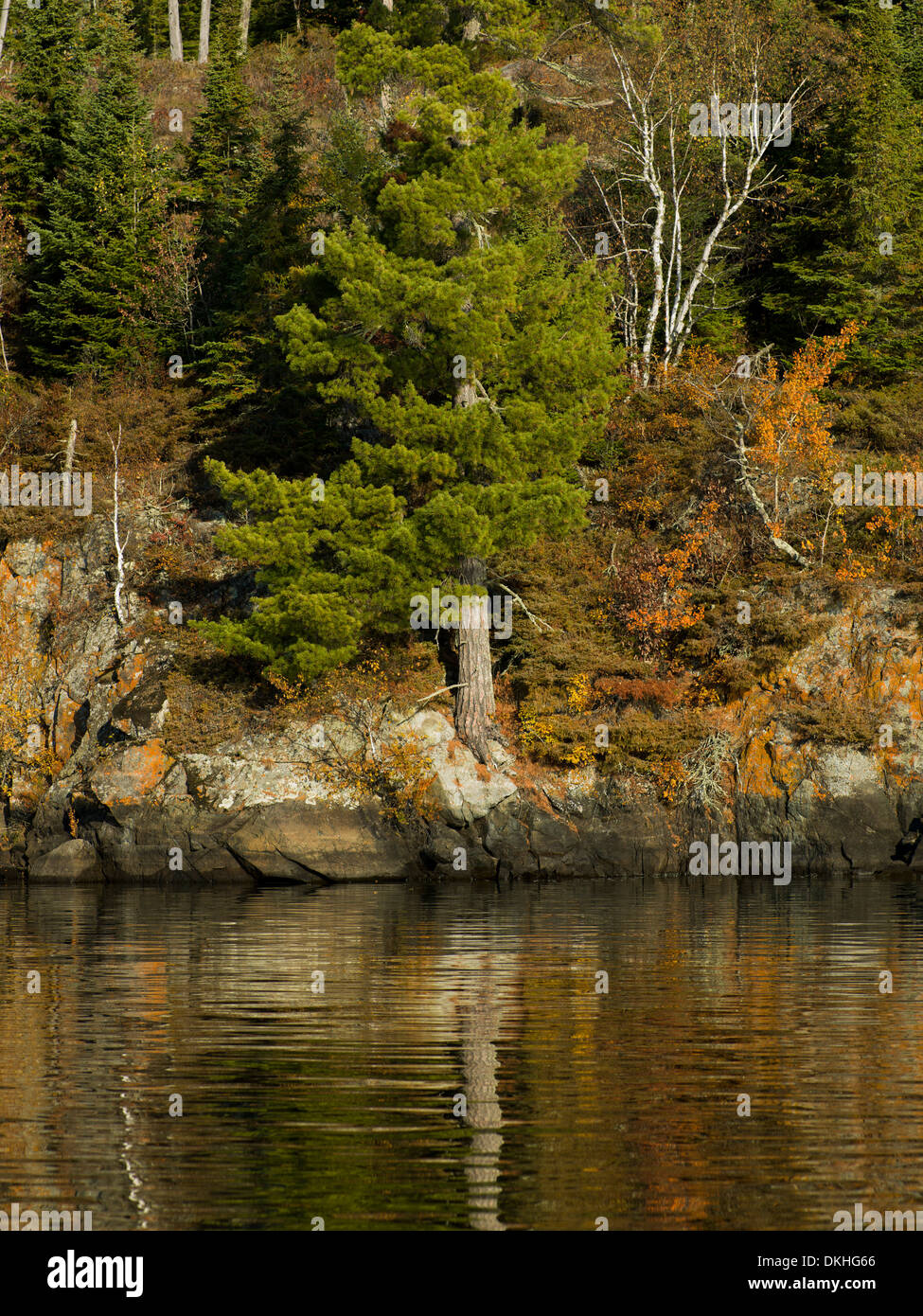 Trees in a forest at the lakeside, Kenora, Lake of The Woods, Ontario ...