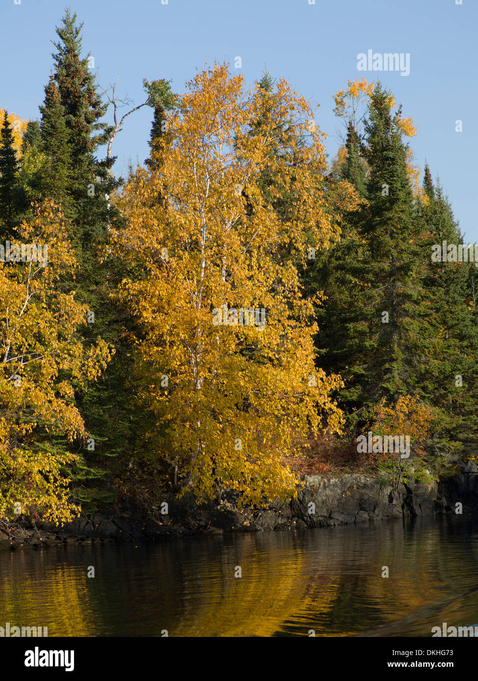 Trees in a forest at the lakeside, Kenora, Lake of The Woods, Ontario ...