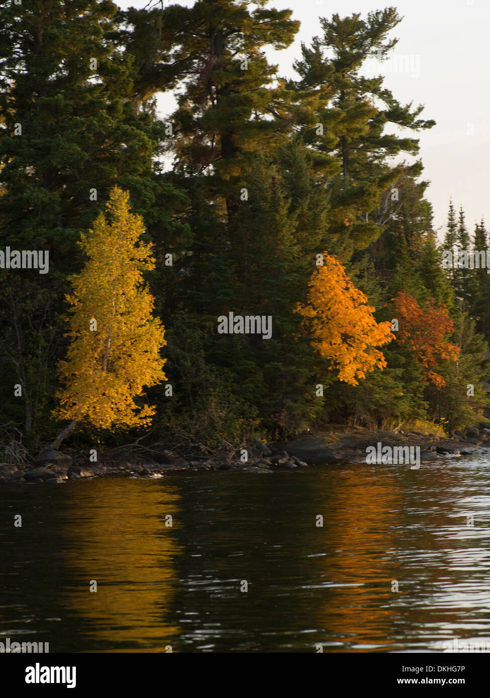 Trees in a forest at the lakeside, Kenora, Lake of The Woods, Ontario ...