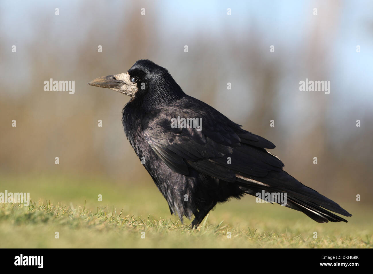 Rookery crow hi-res stock photography and images - Alamy