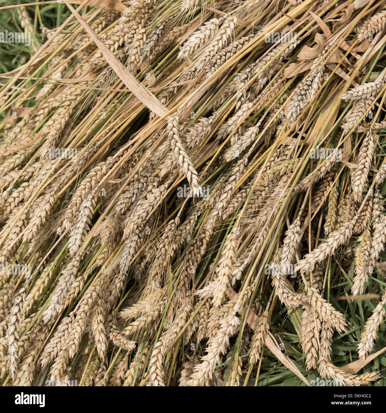 Harvested barley stack in field, Quxu, Lhasa, Tibet, China Stock Photo ...