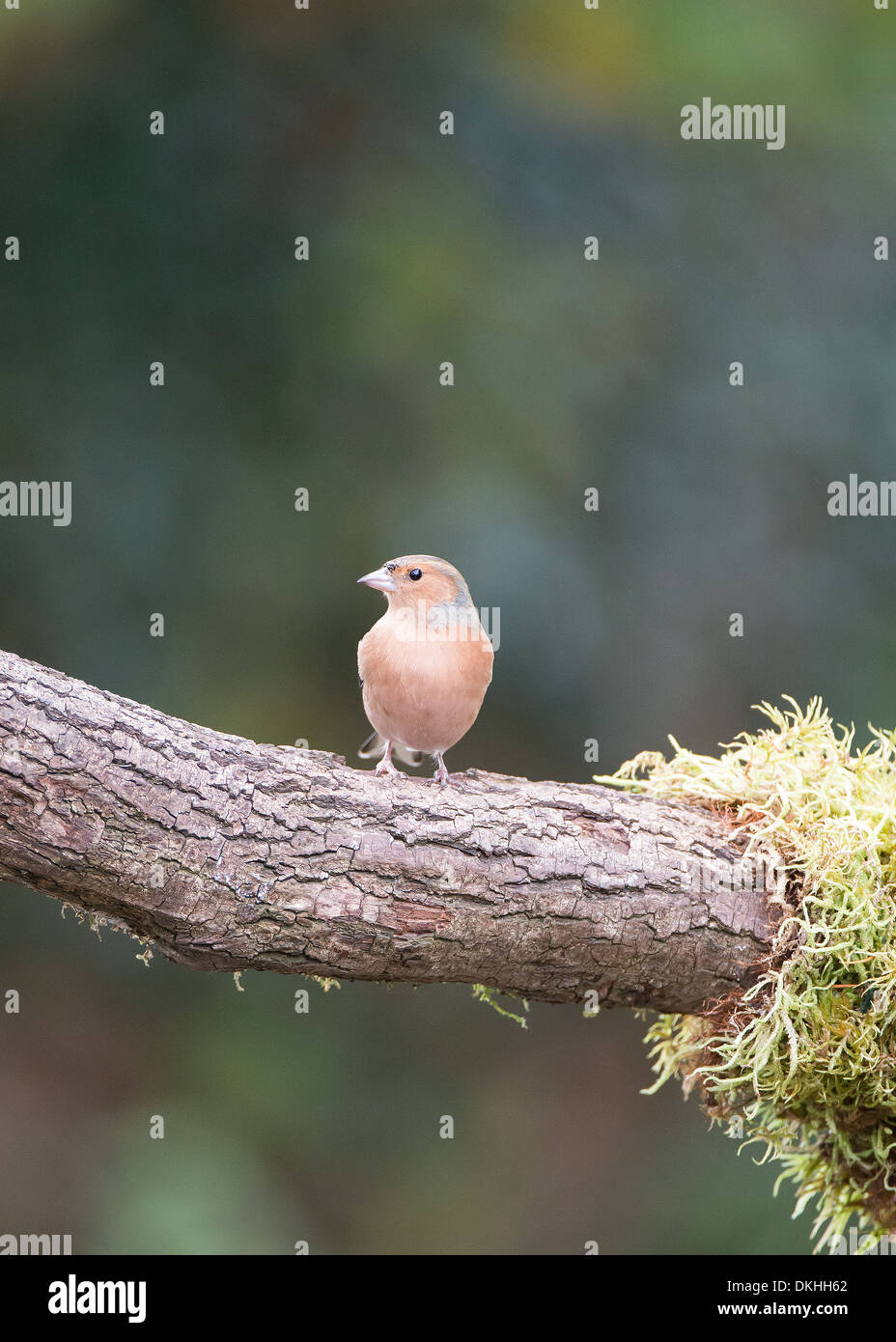 Finch bird uk hi-res stock photography and images - Alamy