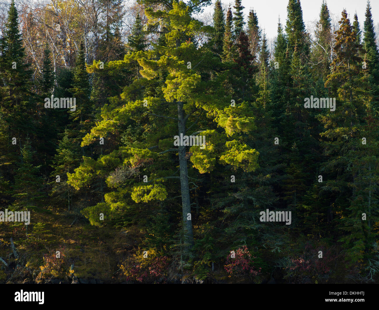 Trees in a forest, Kenora, Lake of The Woods, Ontario, Canada Stock ...