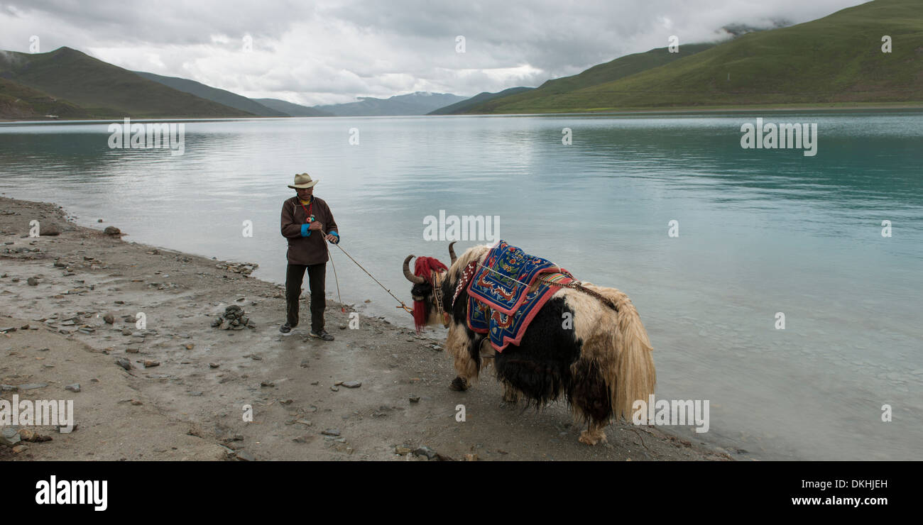 Tibetan farmer with decorated Yak at Yamdrok Lake, Nagarze, Shannan, Tibet, China Stock Photo ...