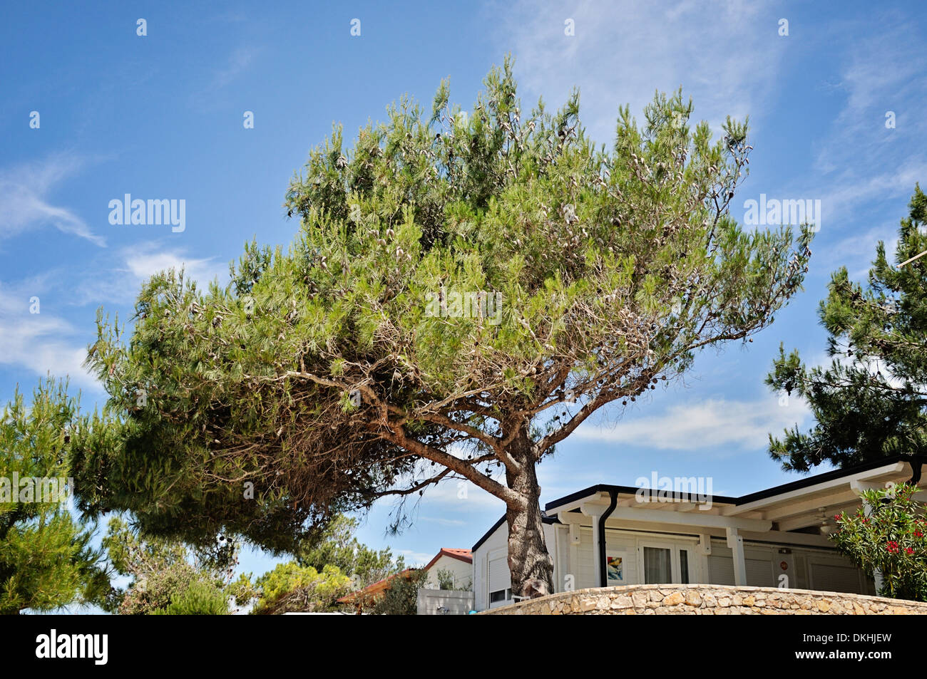 Camping Village Simuni, Island Pag, Croatia, Europe Stock Photo - Alamy