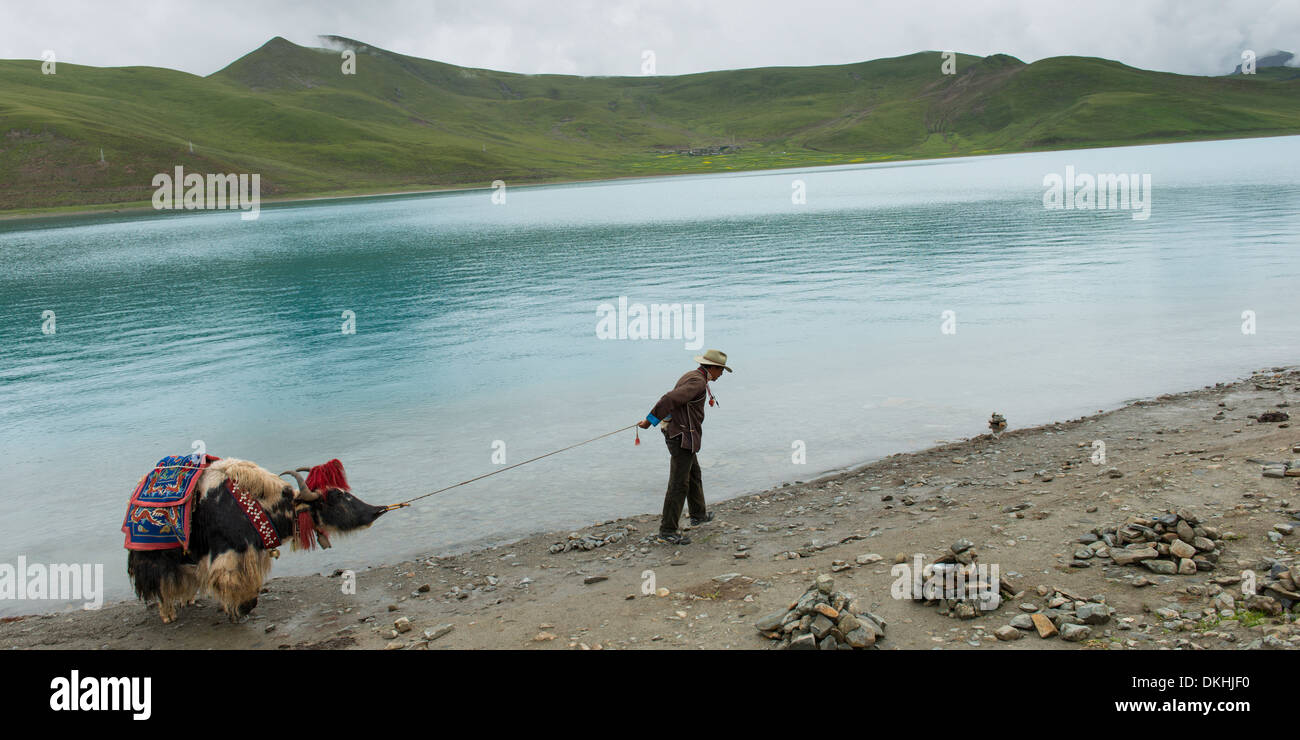 Tibetan farmer with decorated Yak at Yamdrok Lake, Nagarze, Shannan, Tibet, China Stock Photo ...
