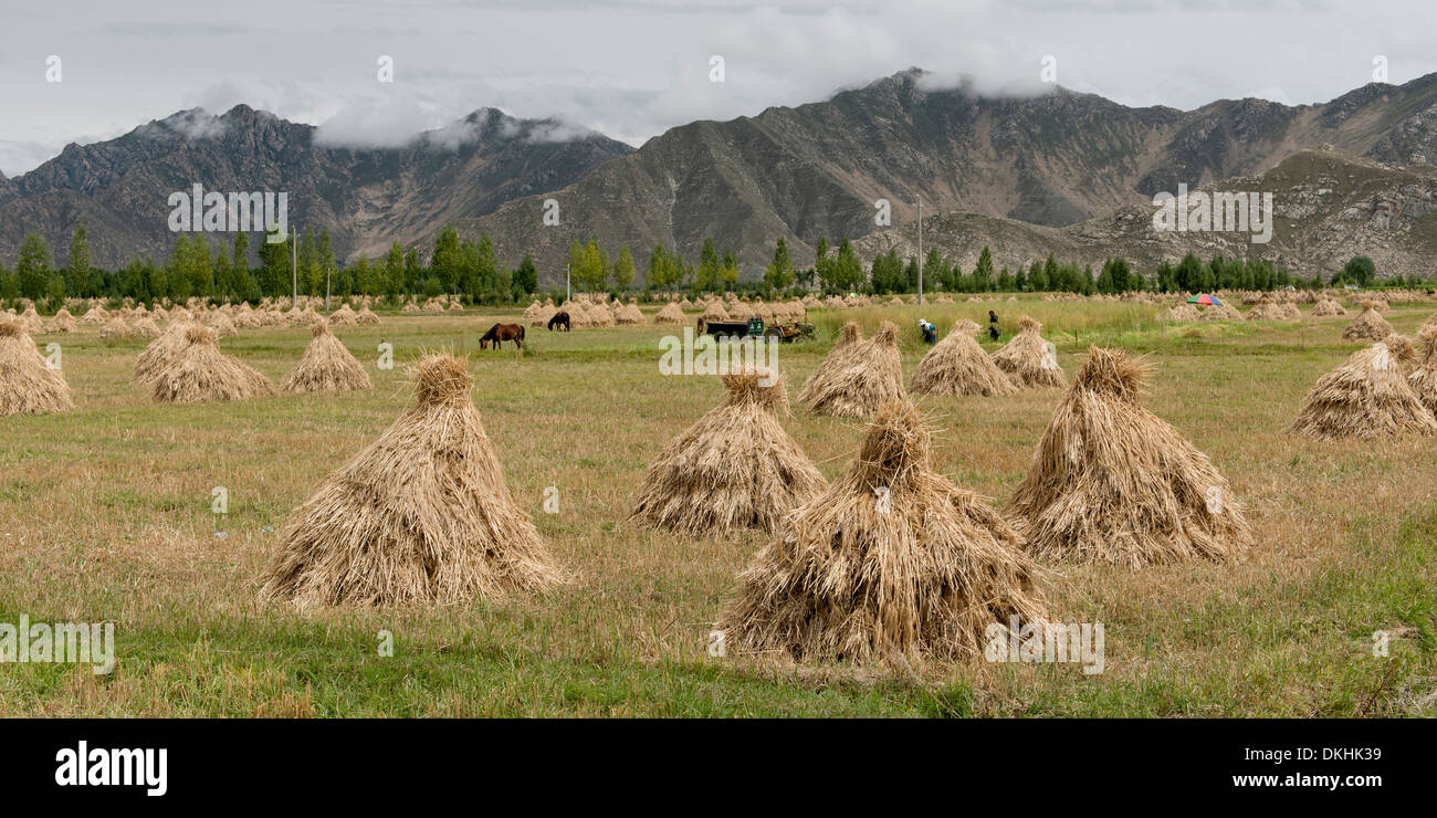 Harvested Barley Stock Photos & Harvested Barley Stock Images - Alamy