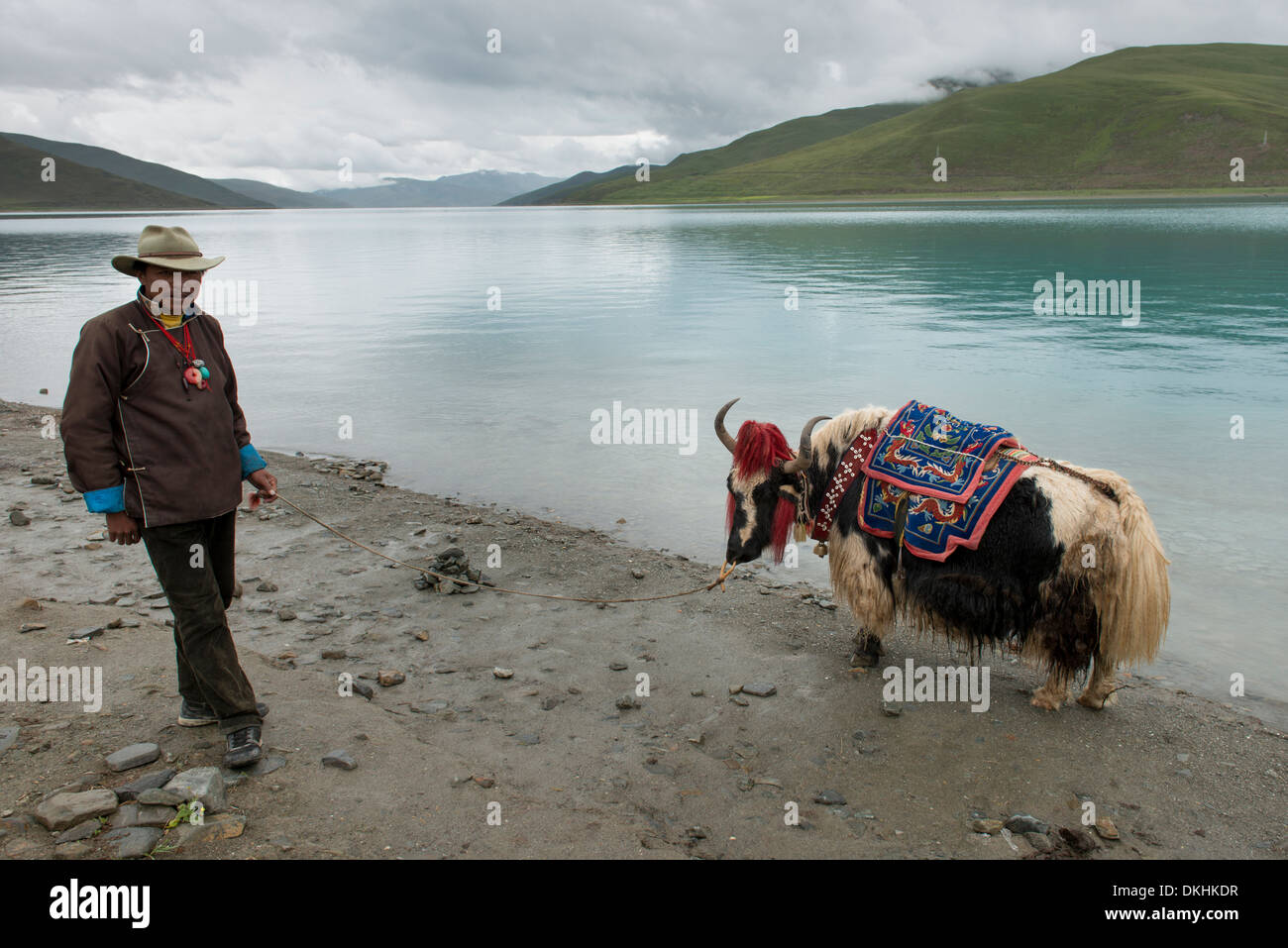 Tibetan farmer with decorated Yak at the lakeside, Yamdrok Lake, Nagarze, Shannan, Tibet, China ...