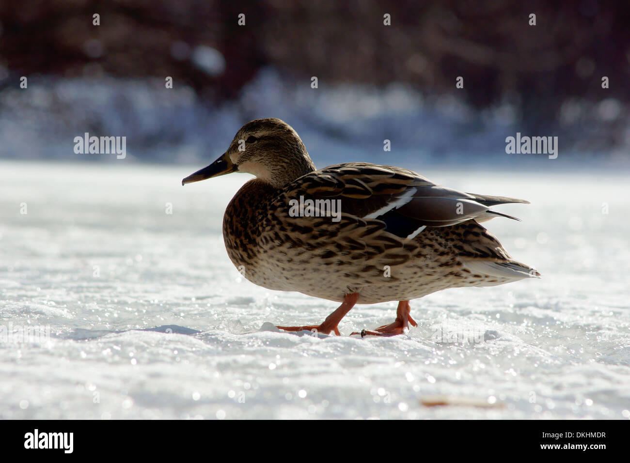 Duck walking on ice Stock Photo - Alamy
