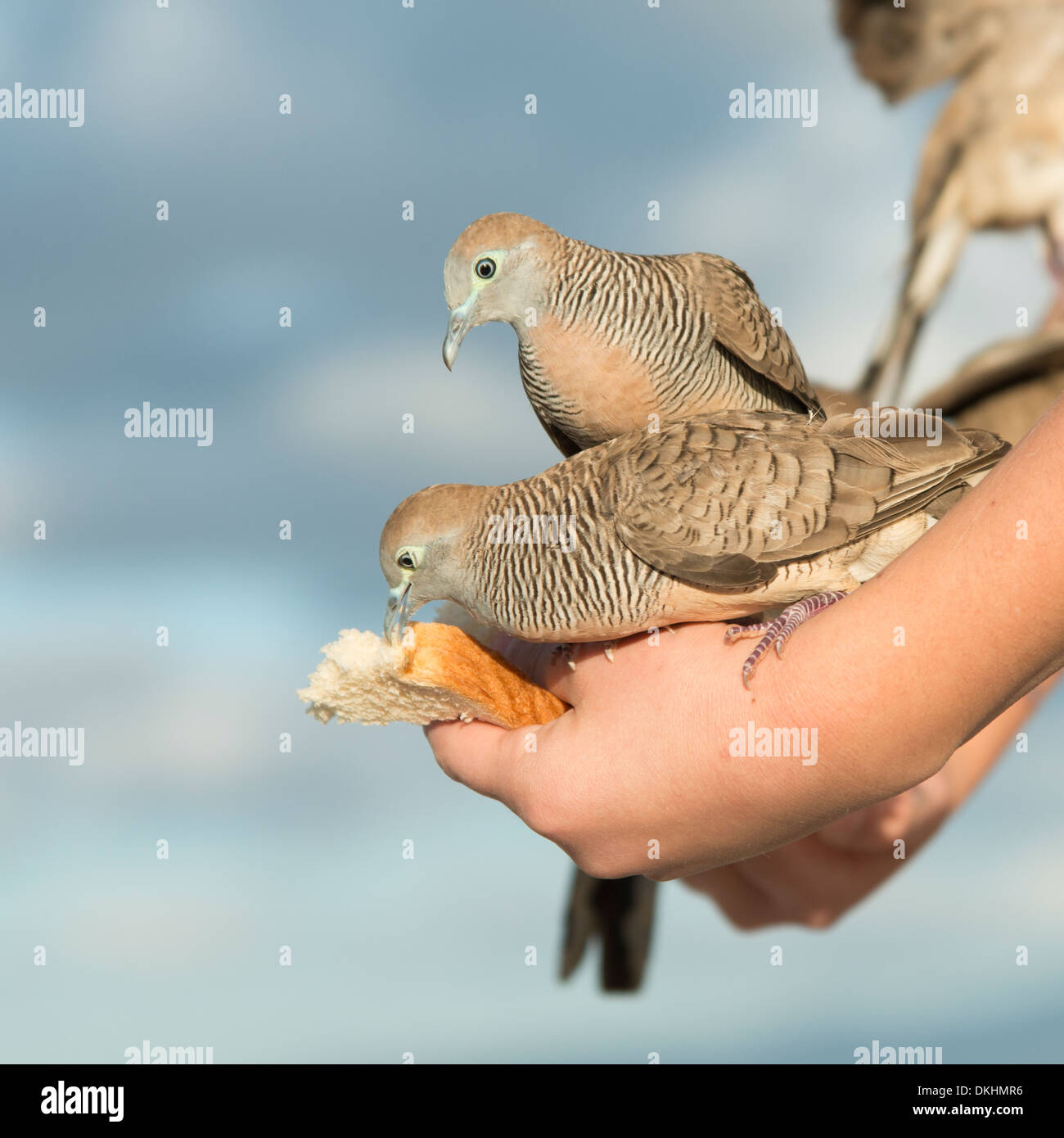 Four pigeons on hand hi-res stock photography and images - Alamy