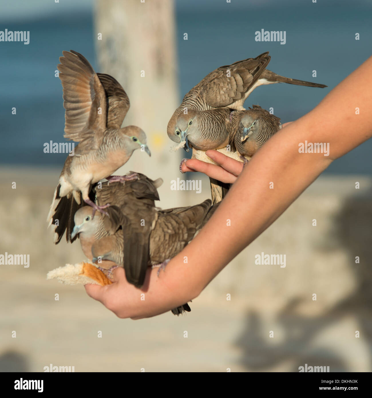 Pigeons feeding from a person's hand, Waikiki, Diamond Head, Kapahulu ...