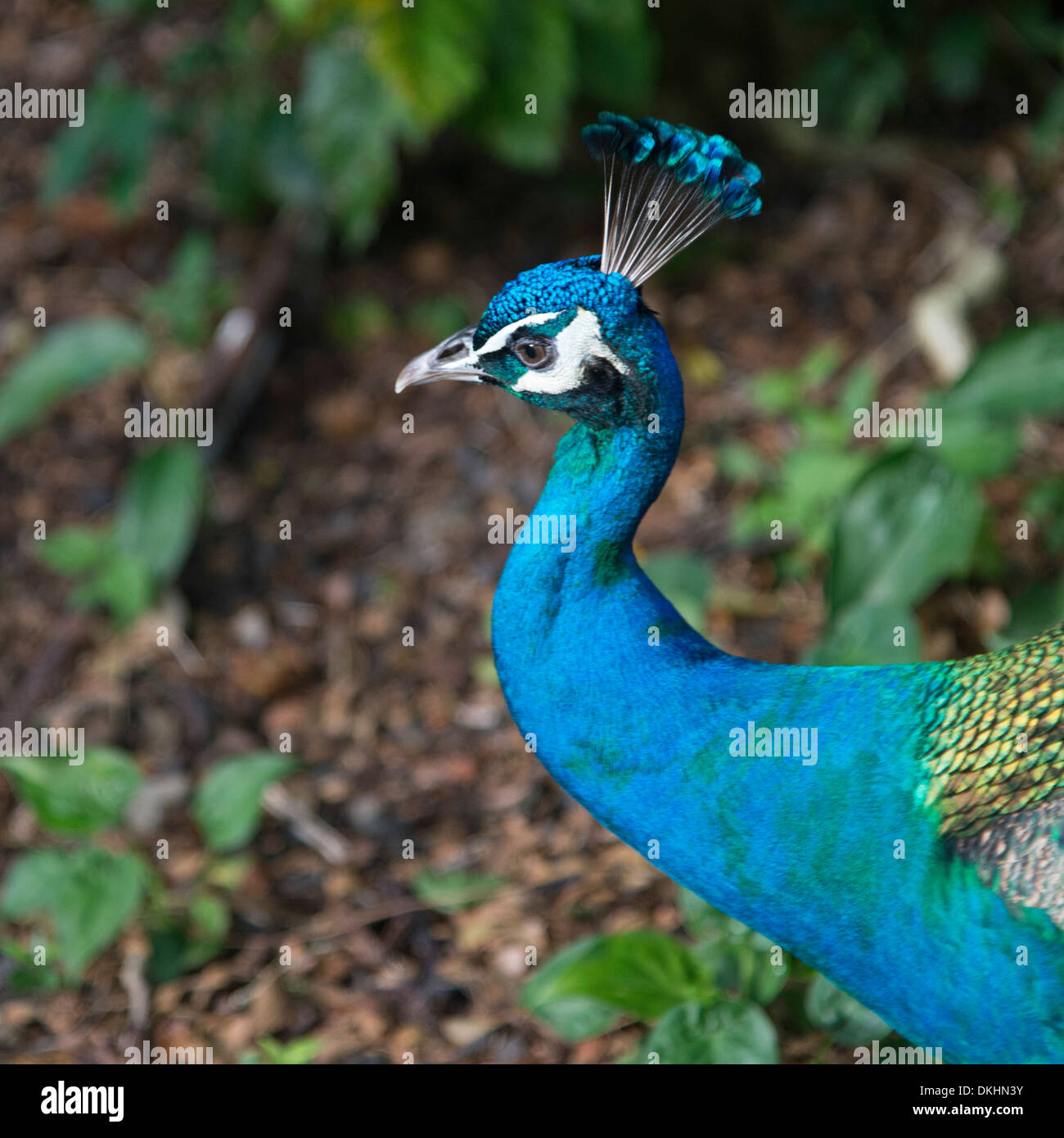 Close-up of a peacock, Haleiwa, North Shore, Oahu, Hawaii, USA Stock ...