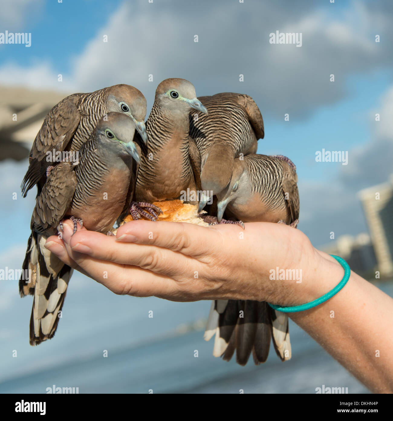 Pigeons feeding from a person's hand, Waikiki, Diamond Head, Kapahulu ...