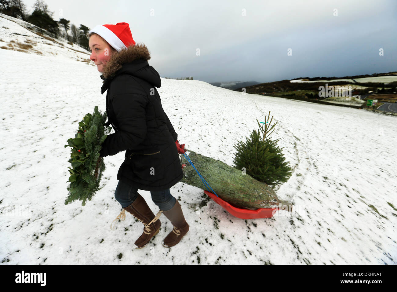 Tabbogon hi-res stock photography and images - Alamy