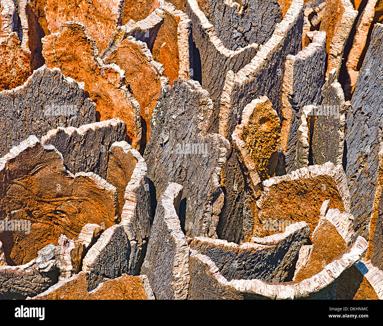 Bark Removed From Tree High Resolution Stock Photography and Images - Alamy