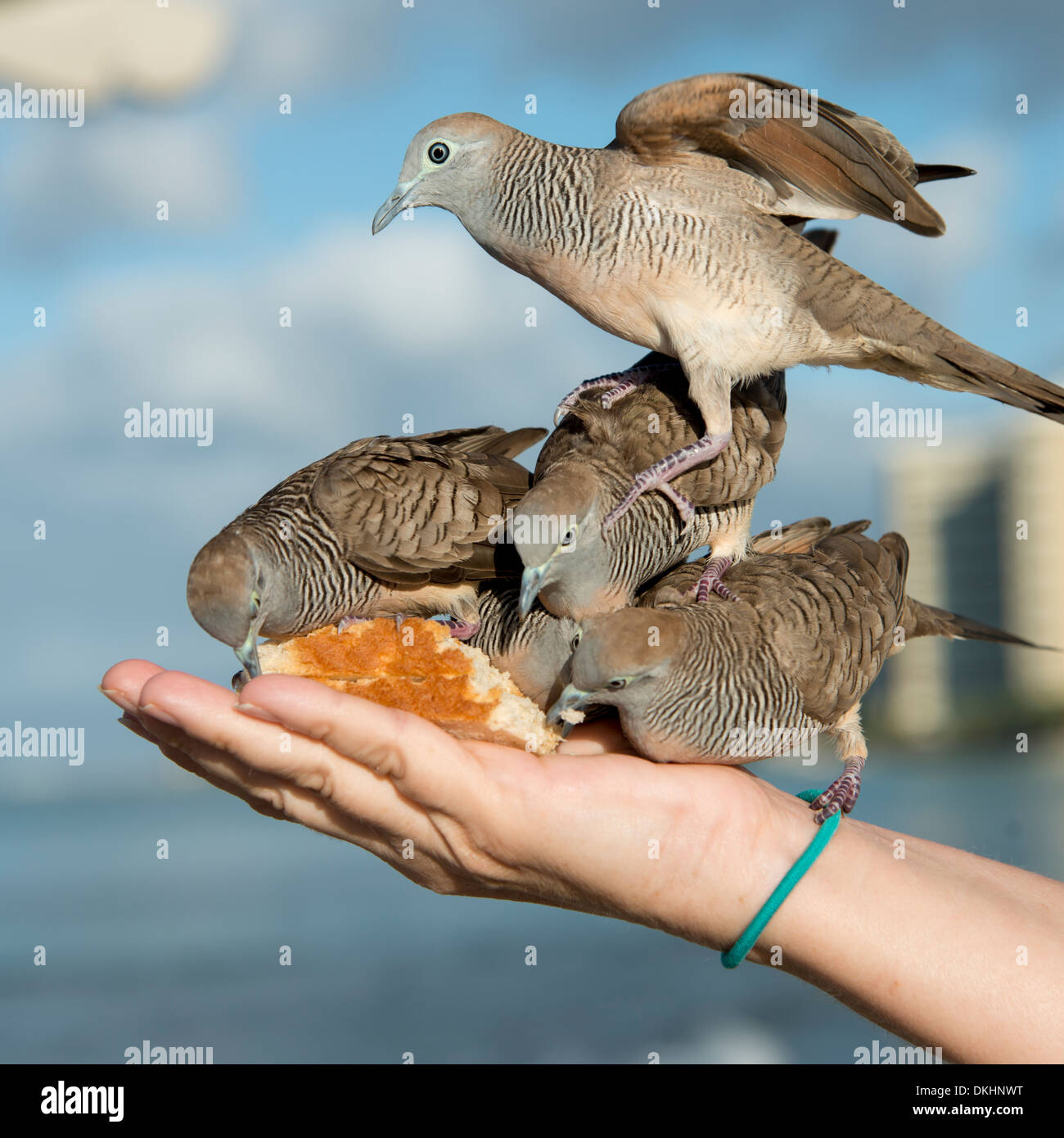 Pigeons feeding from a person's hand, Waikiki, Diamond Head, Kapahulu ...