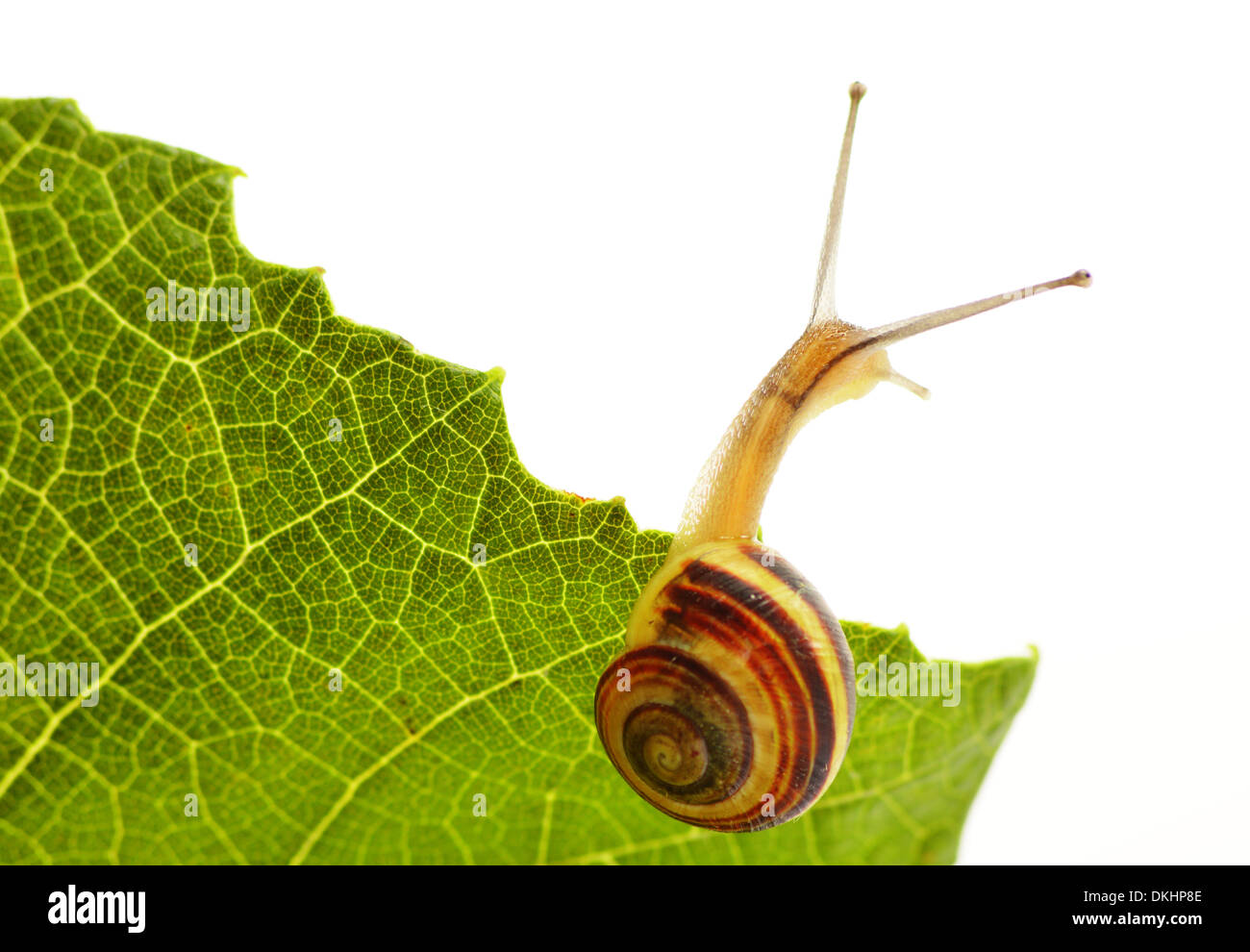Small snail isolated on white background Stock Photo - Alamy