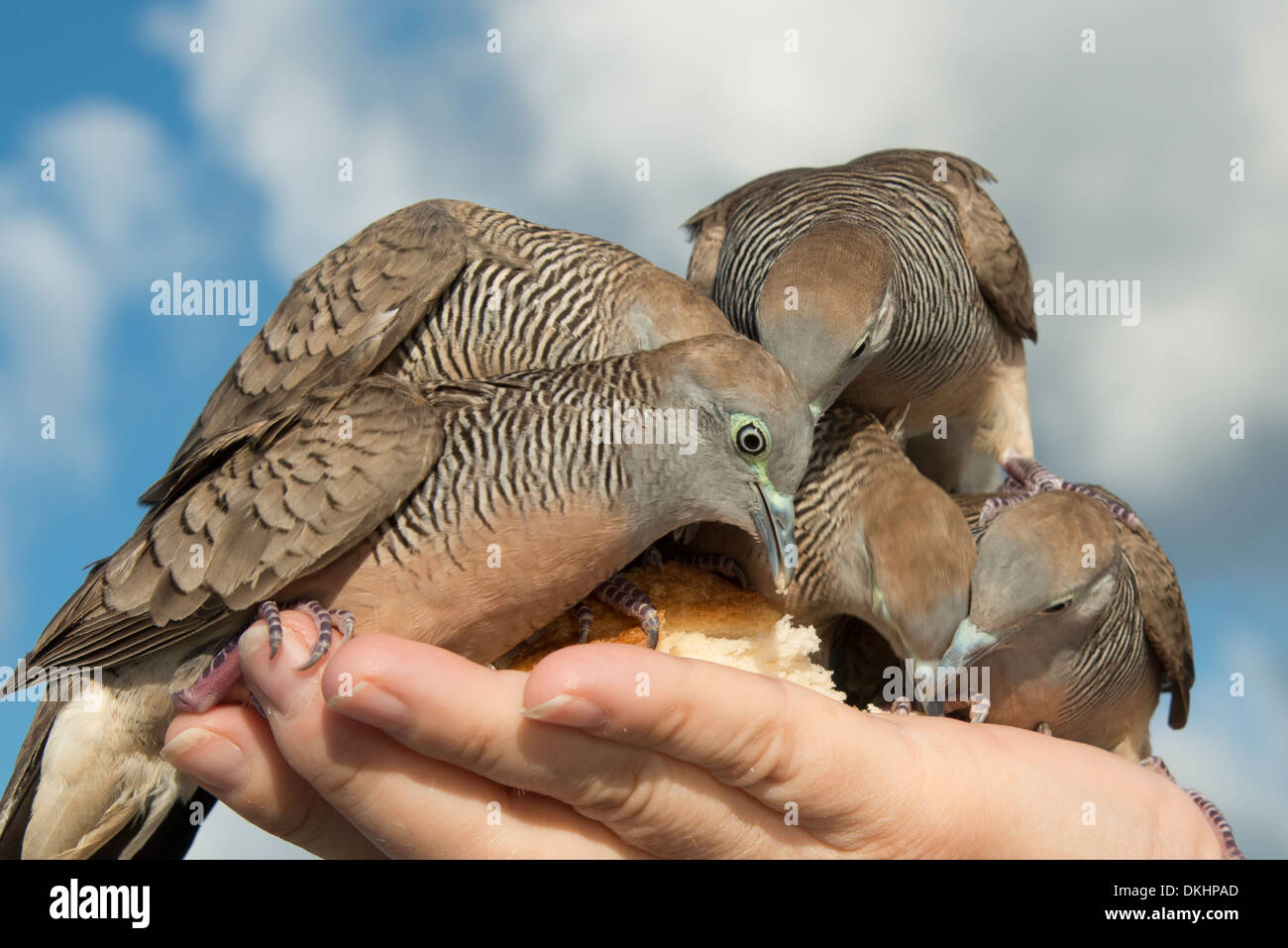 Human hnd hi-res stock photography and images - Alamy