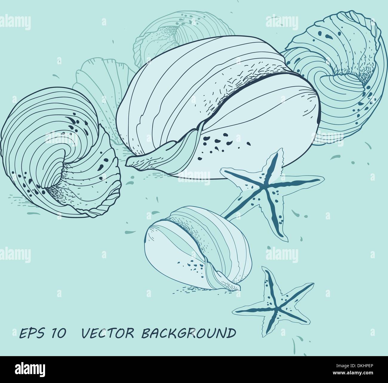 hand drawn marine still life with sea shells and starfishes Stock ...